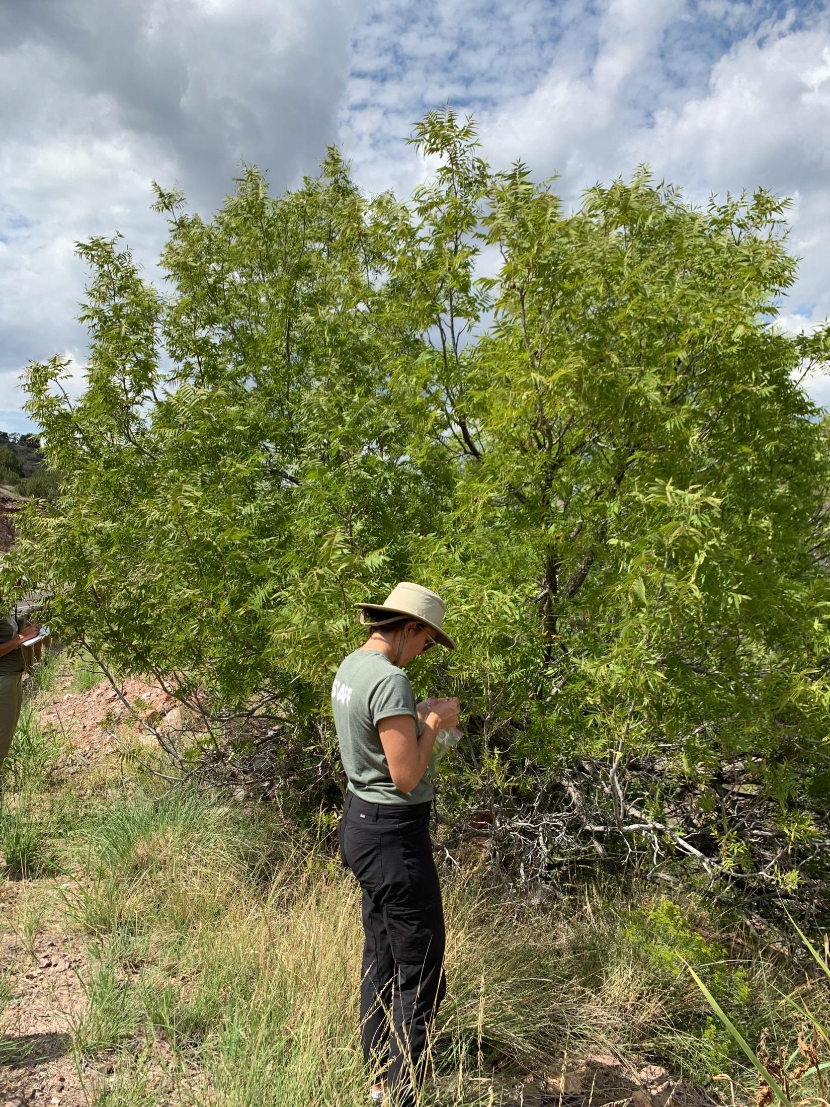 Little Walnut | Juglans microcarpa | UC Davis Arboretum and Public Garden