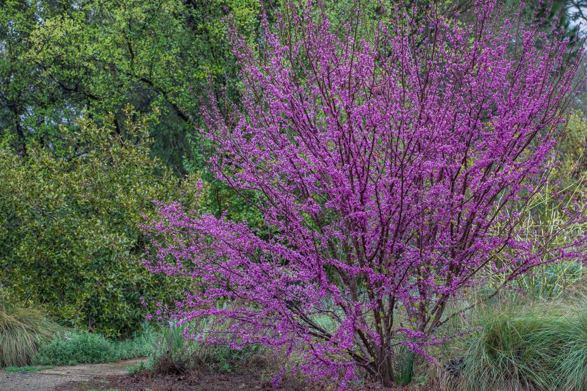 western redbud | UC Davis Arboretum and Public Garden