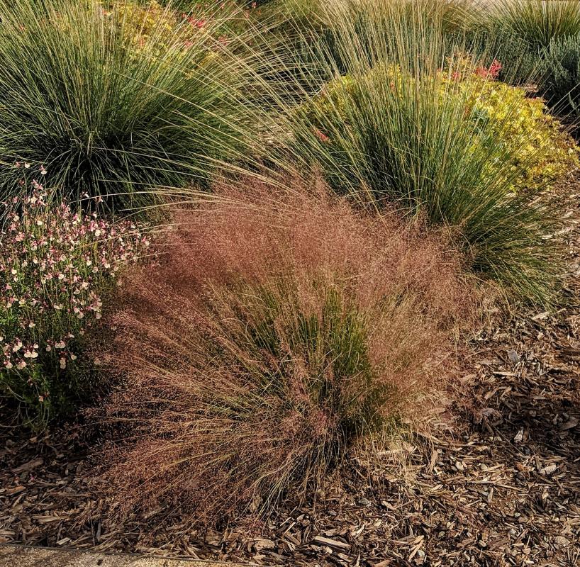 Undaunted™ ruby muhly grass | UC Davis Arboretum and Public Garden
